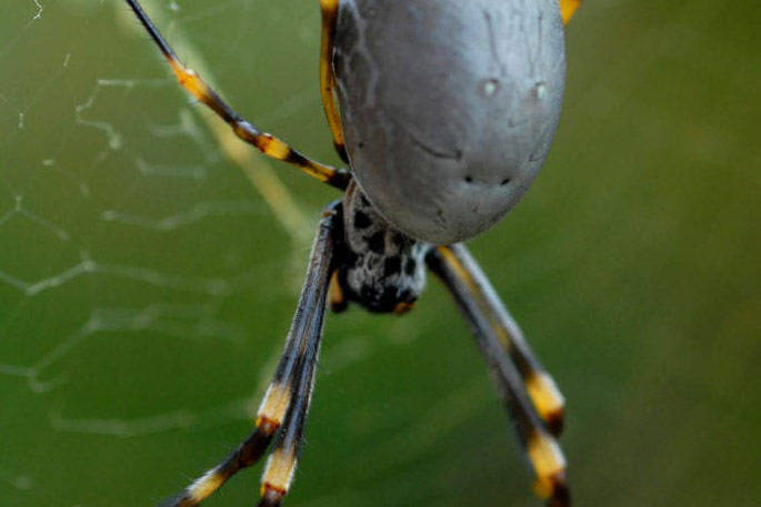 Spiders Alive Exhibit at Sydney's Australian Museum - EATT